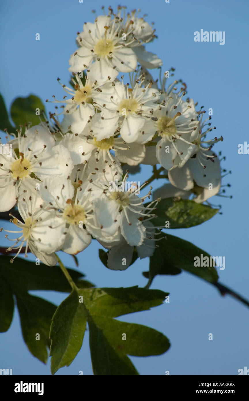 Hawthorn Quickthorn in flower, North yorkshire England UK Stock Photo ...