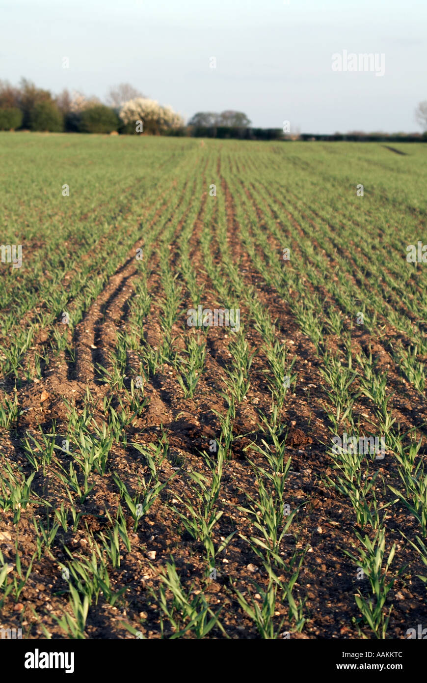 View along Drill lines of young cereal crop young wheat crop Arable uk ...
