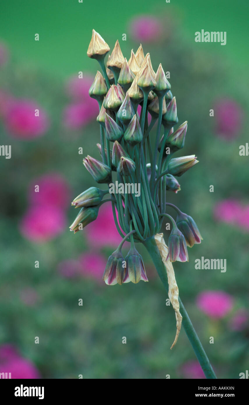 Allium nectaroscordum siculum bulgaricum hi-res stock photography and ...