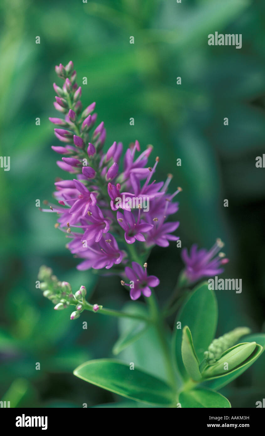 Hebe hi-res stock photography and images - Alamy