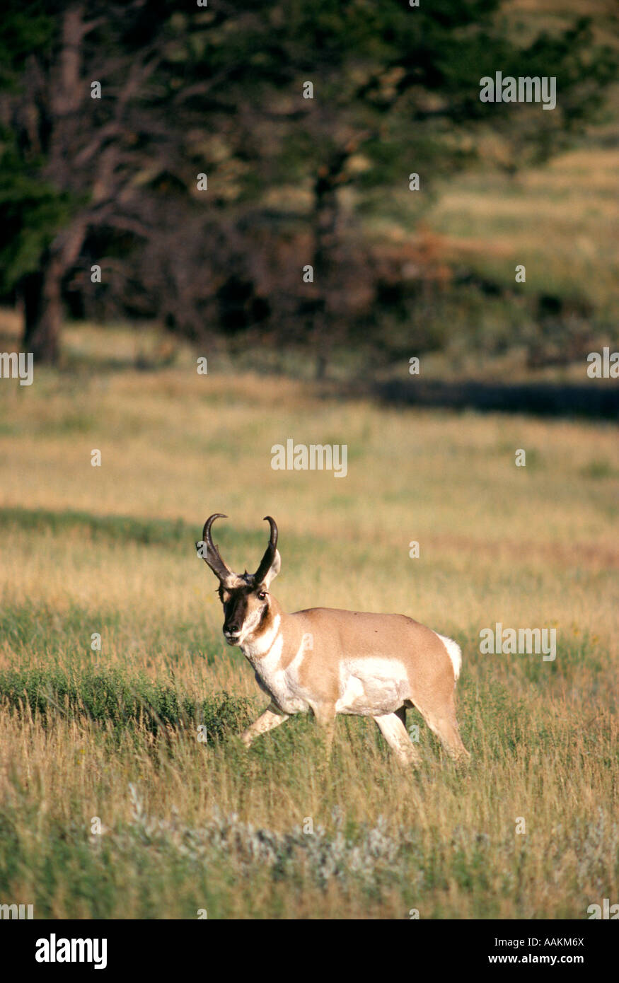 PRONGHORN ANTELOPE Antilocapra americana IN A MEADOW FIELD SOUTH DAKOTA ...