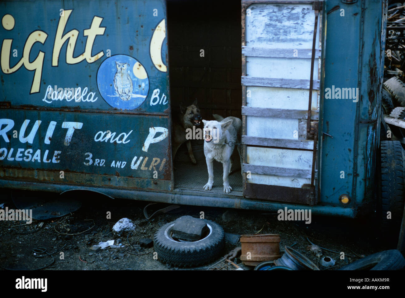 JUNK YARD DOGS Stock Photo - Alamy