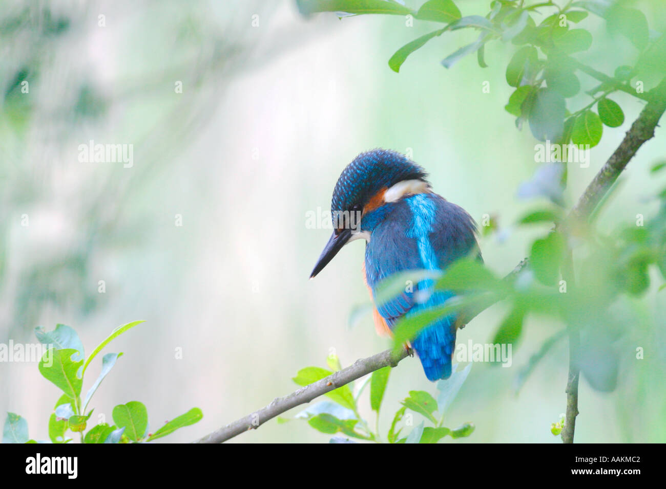 Kingfisher on perch alcedo hi-res stock photography and images - Alamy