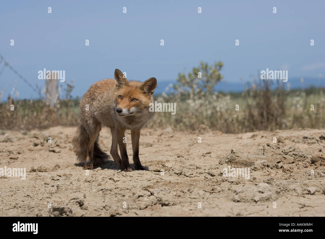 Italy Europe European Union Italian fox Stock Photo - Alamy