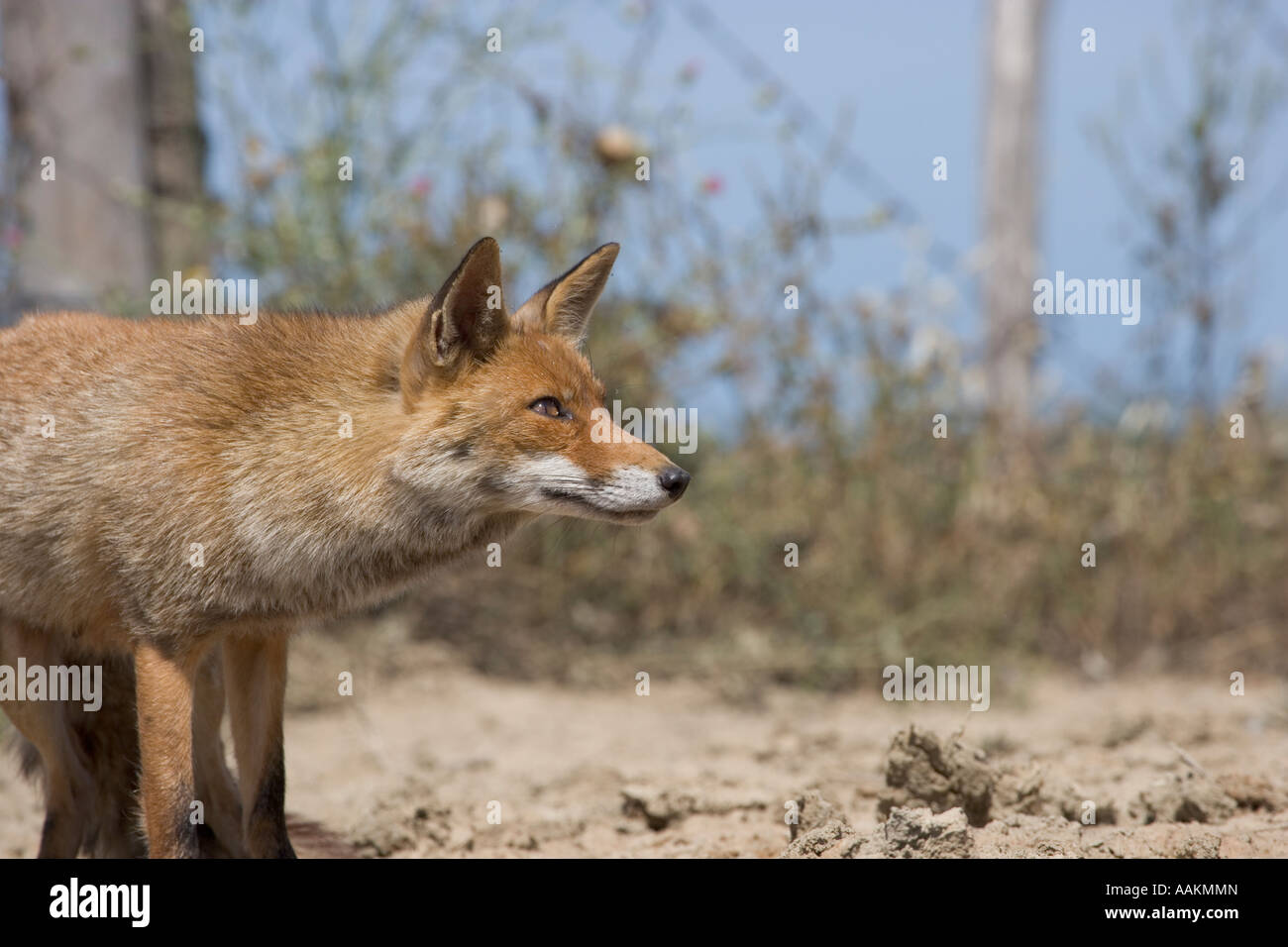 Alone naturale hi-res stock photography and images - Alamy