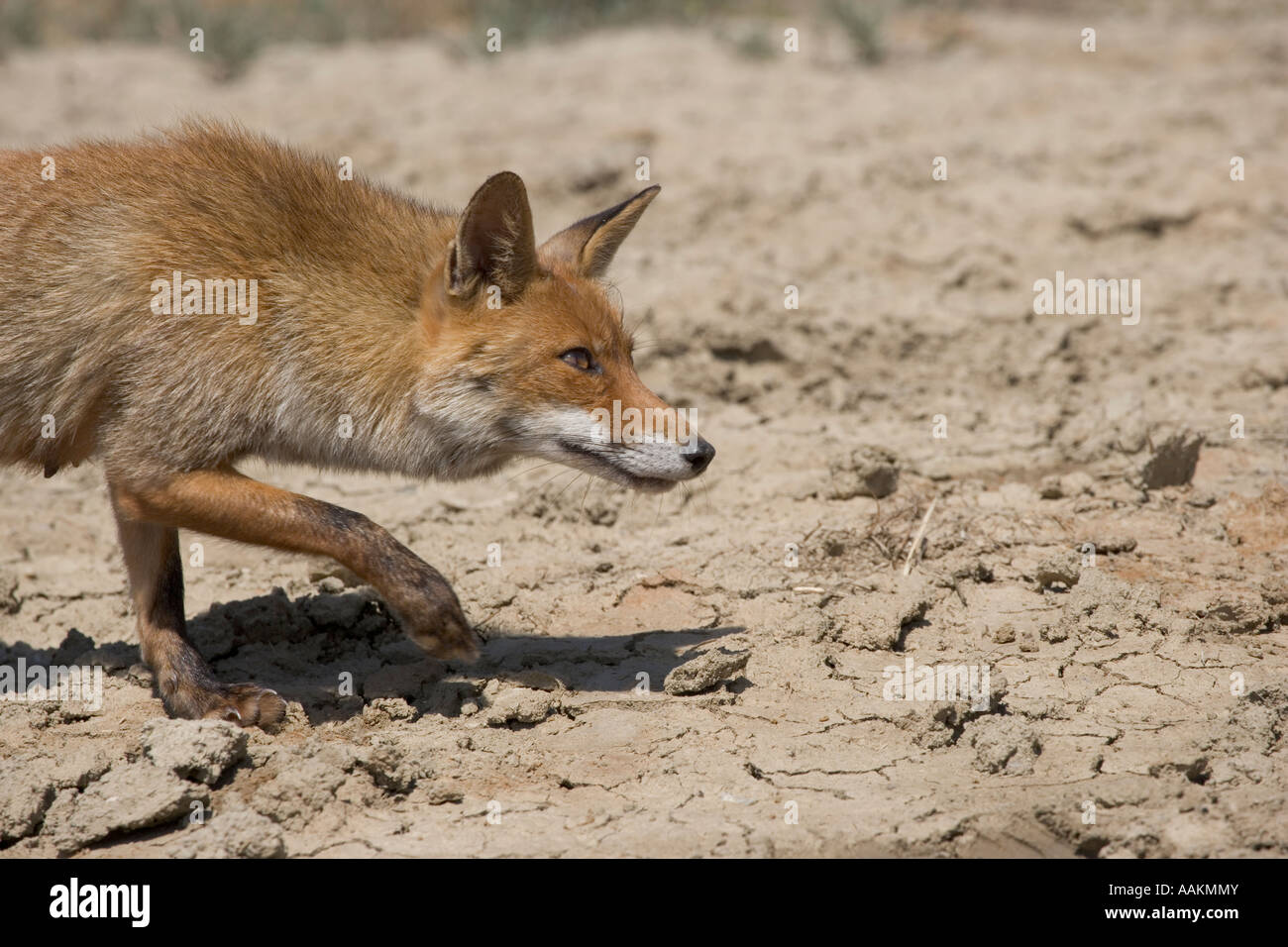 Parco uccellina hi-res stock photography and images - Alamy
