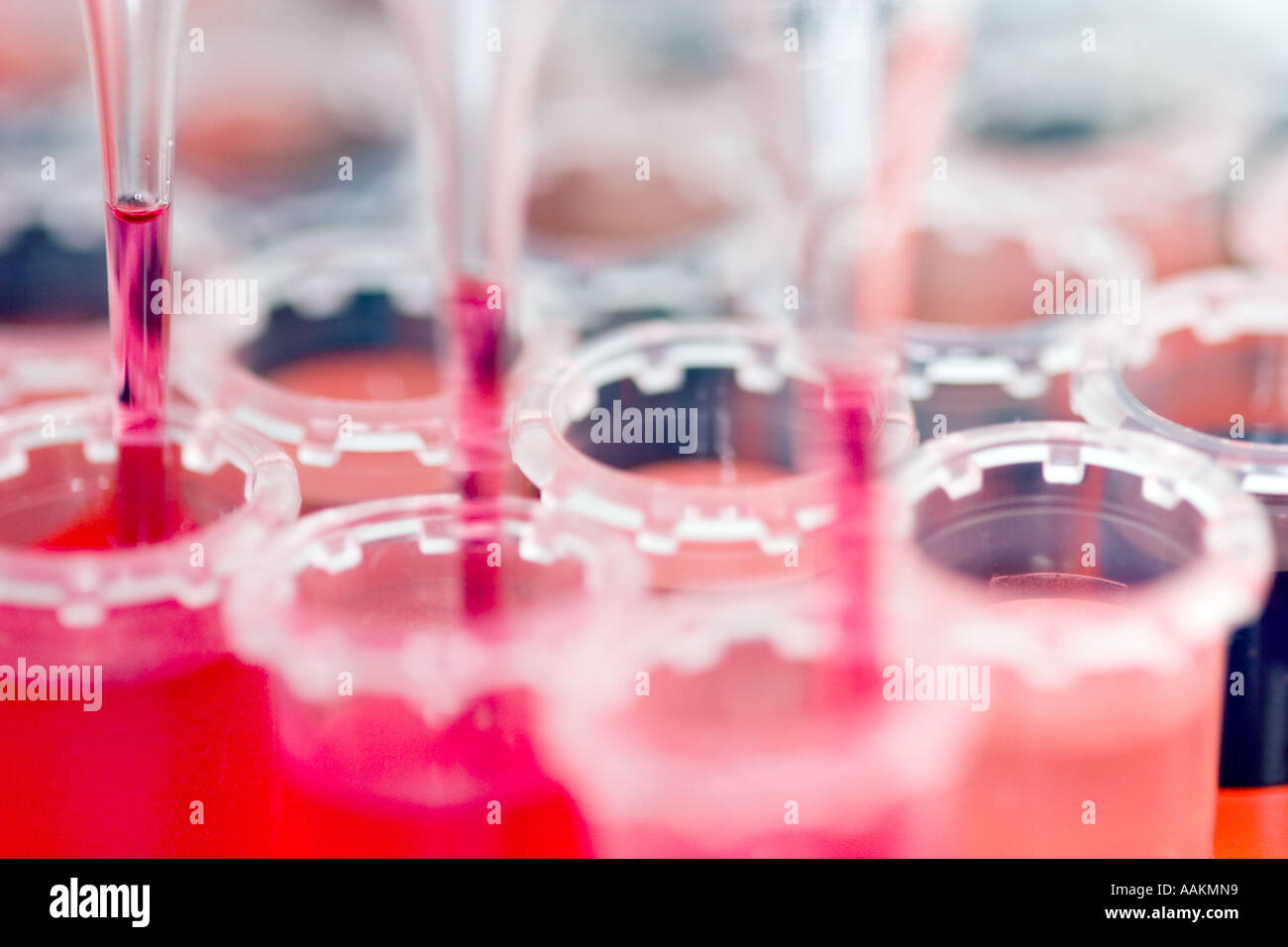 Close up sampling tubes with pink red liquid in small sample vials ...