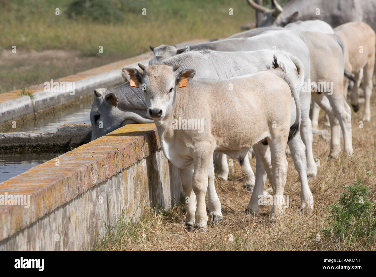 Italy Europe European Union Italian cow Stock Photo - Alamy
