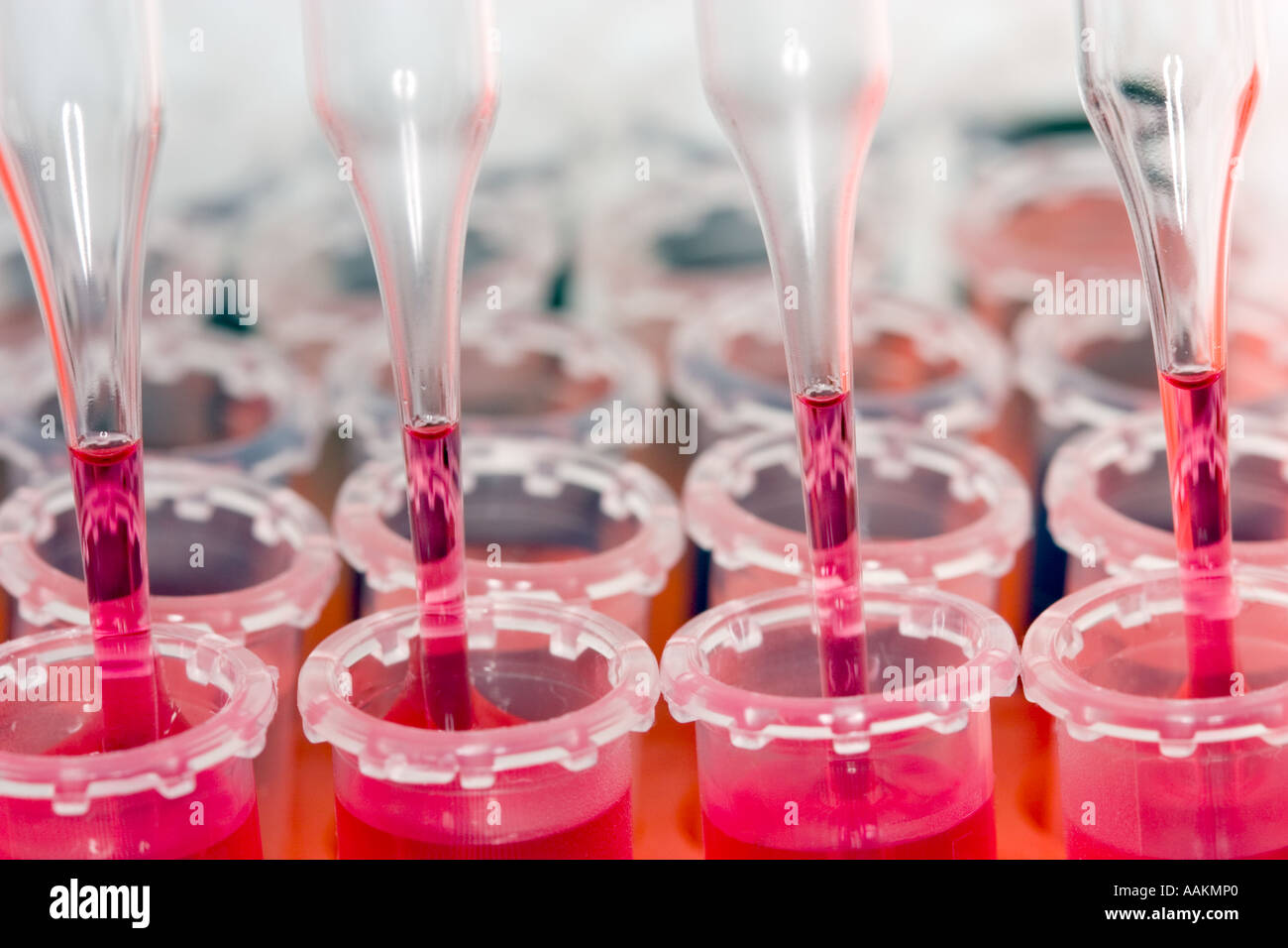Close up sampling tubes with pink red liquid in small sample vials ...