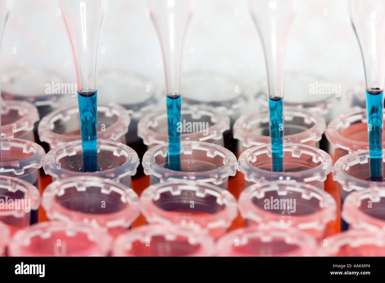 Close up sampling tubes with blue liquid in small sample vials Stock ...