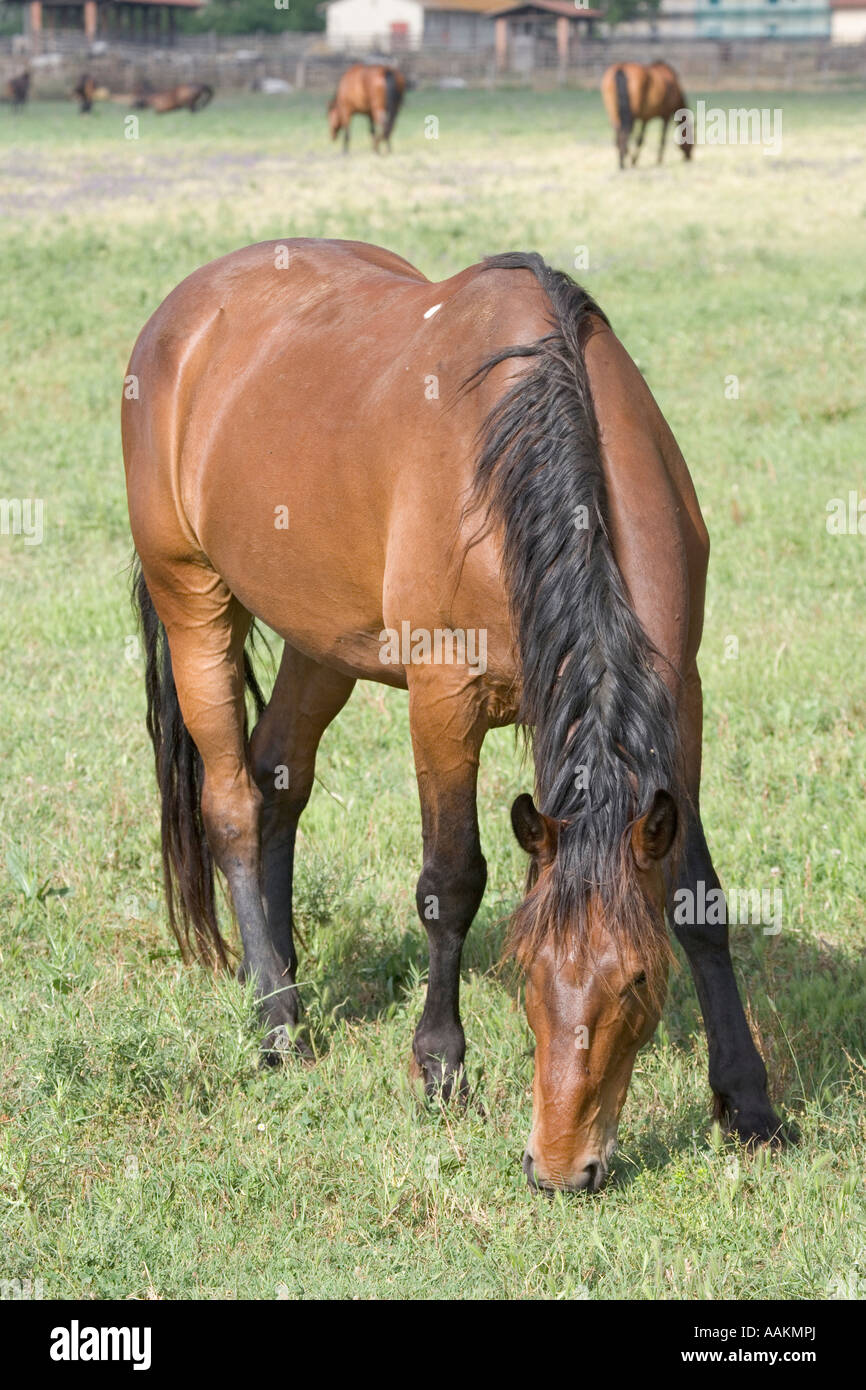 Italy Europe European Union Italian horse Stock Photo - Alamy