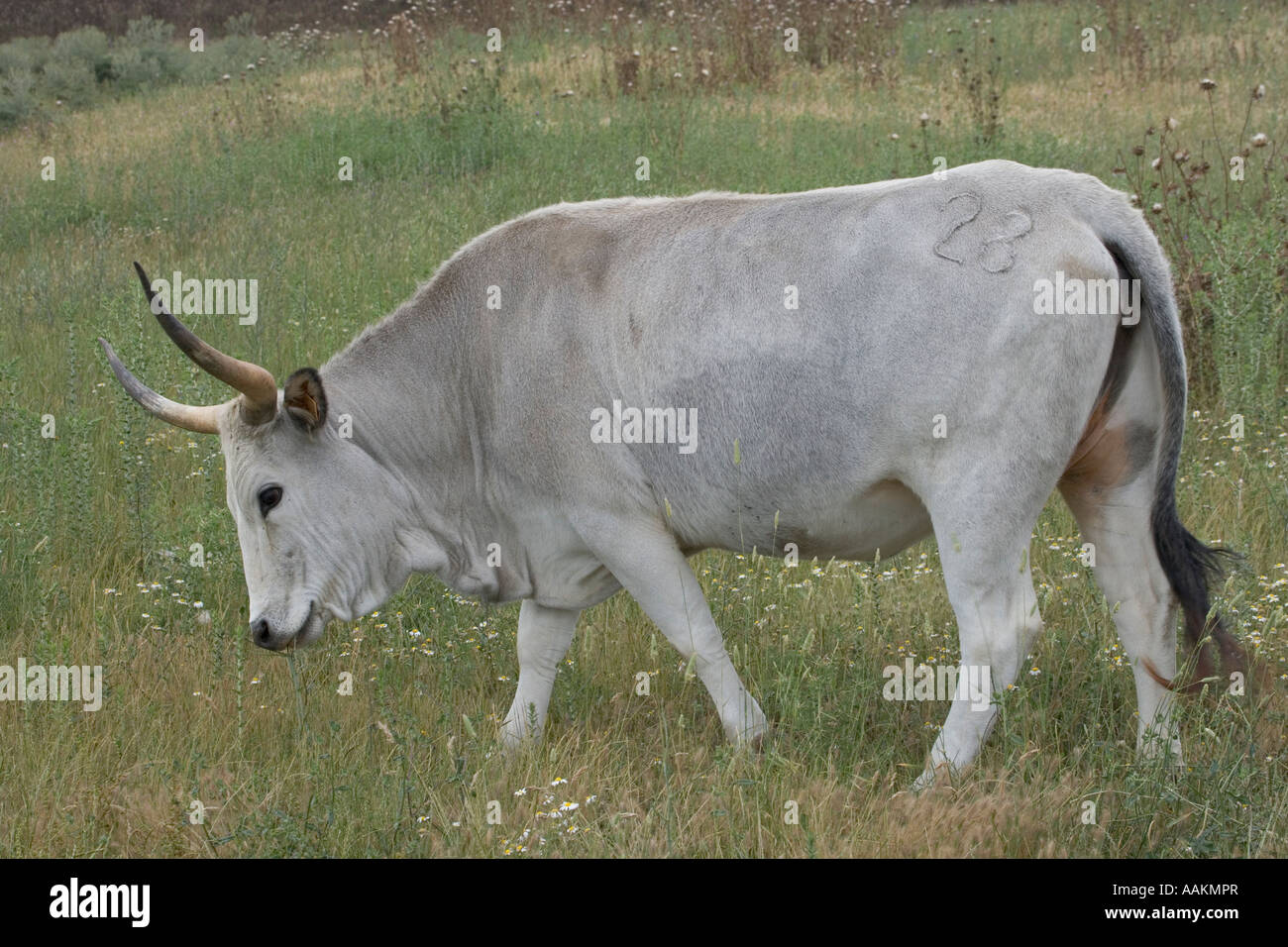 Ancient italian breed hi-res stock photography and images - Alamy