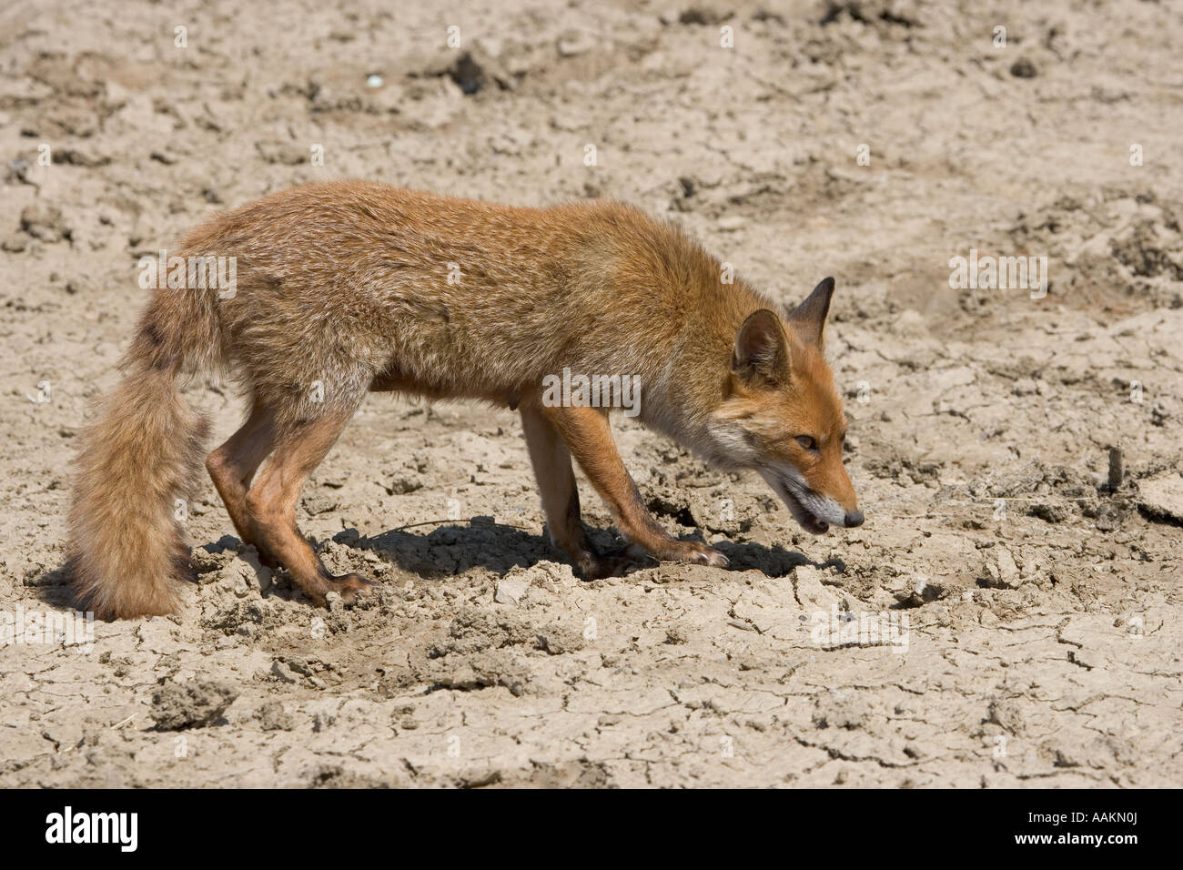 Alone naturale hi-res stock photography and images - Alamy