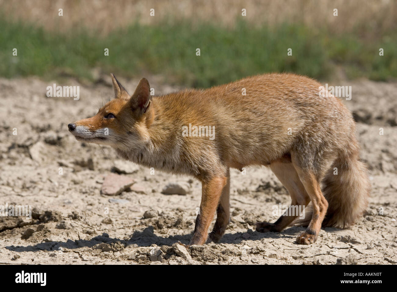 Italy Europe European Union Italian Member fox Stock Photo - Alamy