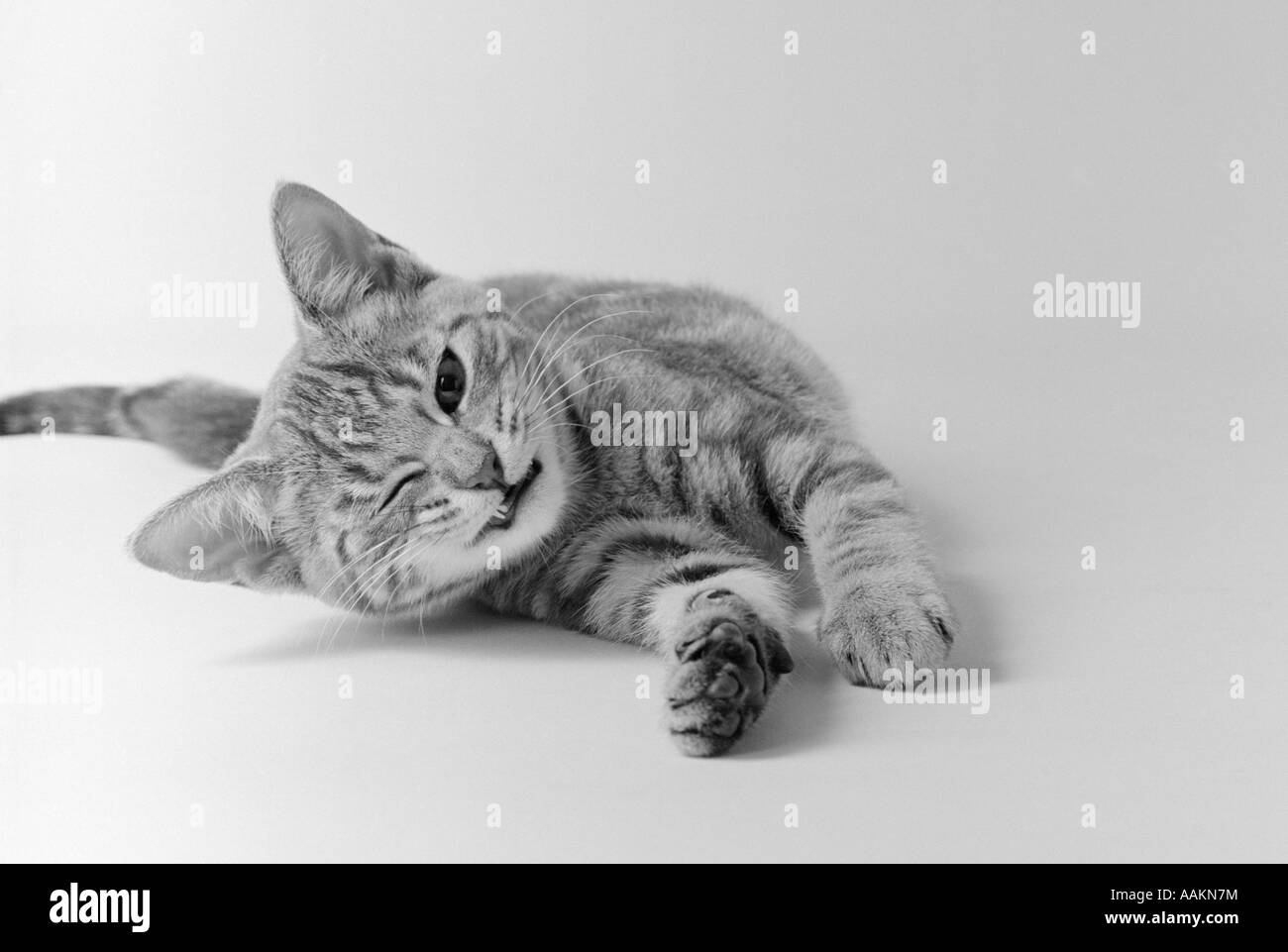 Stretched cat Black and White Stock Photos & Images - Alamy