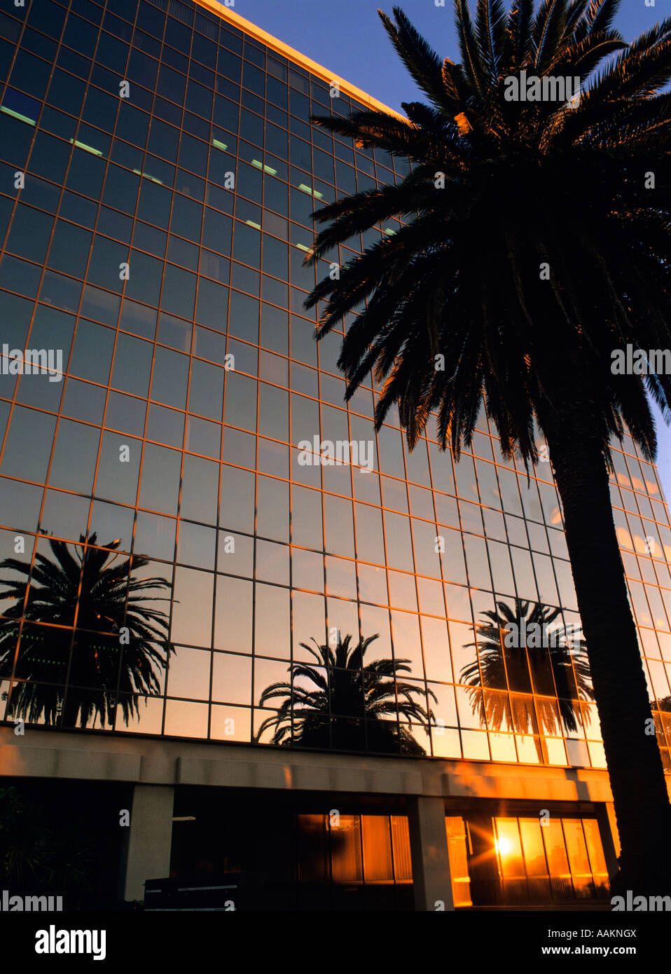 SETTING SUN AND PALM TREES REFLECTED ON GLASS BUILDING Stock Photo - Alamy