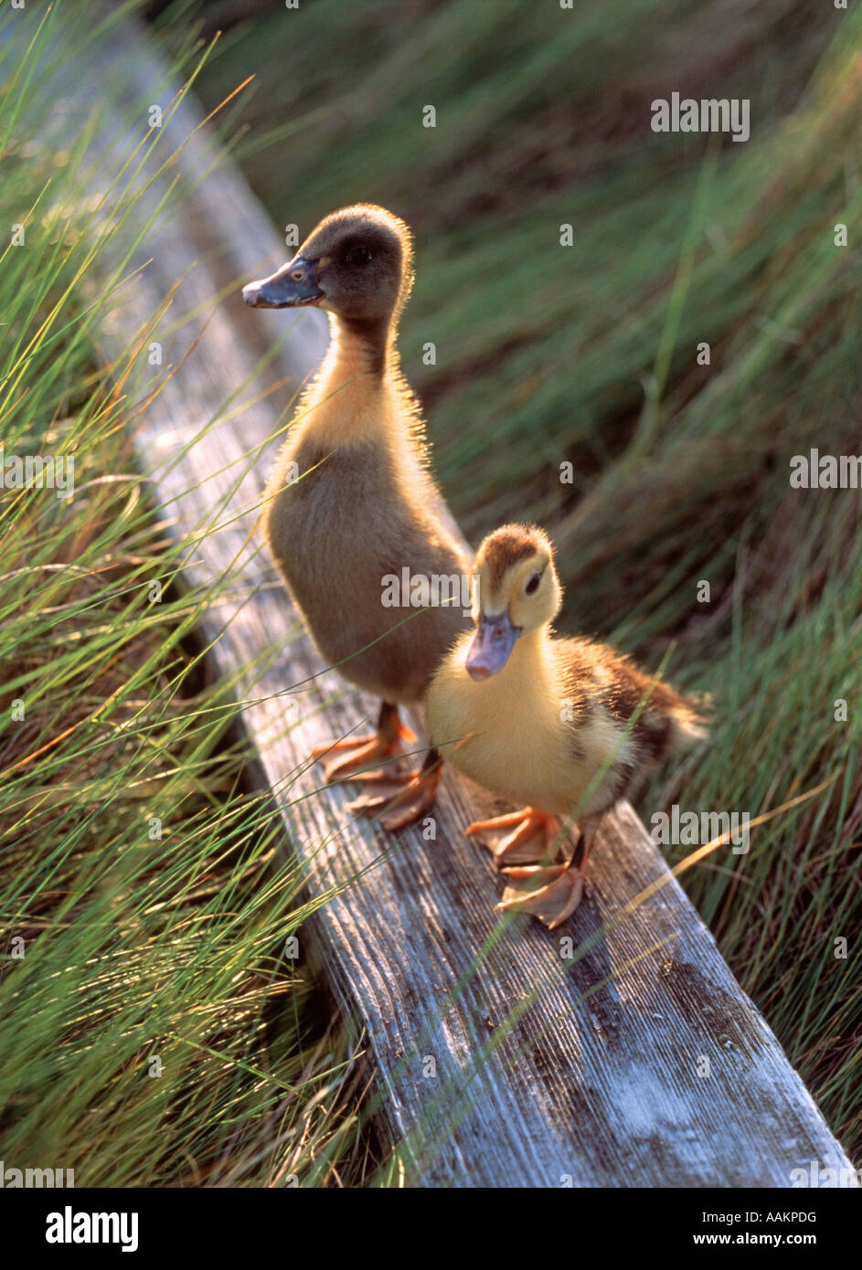 TWO DUCKLINGS STANDING ON A LOG Stock Photo - Alamy