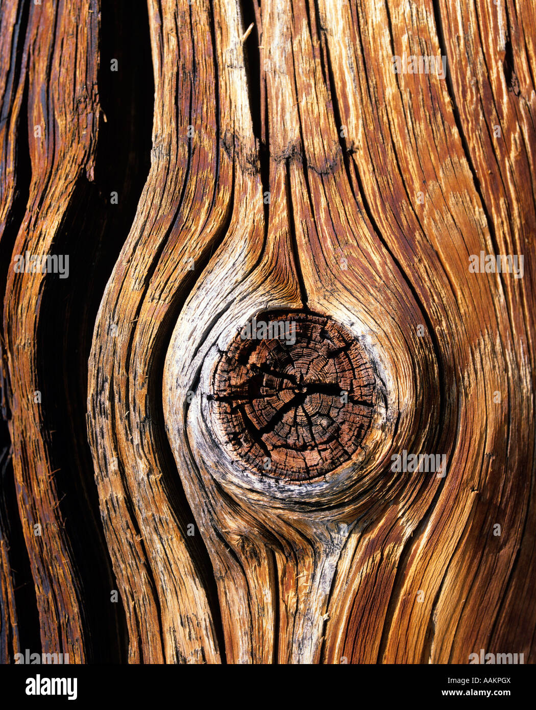 1990s DETAIL OF WOOD KNOT ON TREE TRUNK Stock Photo - Alamy