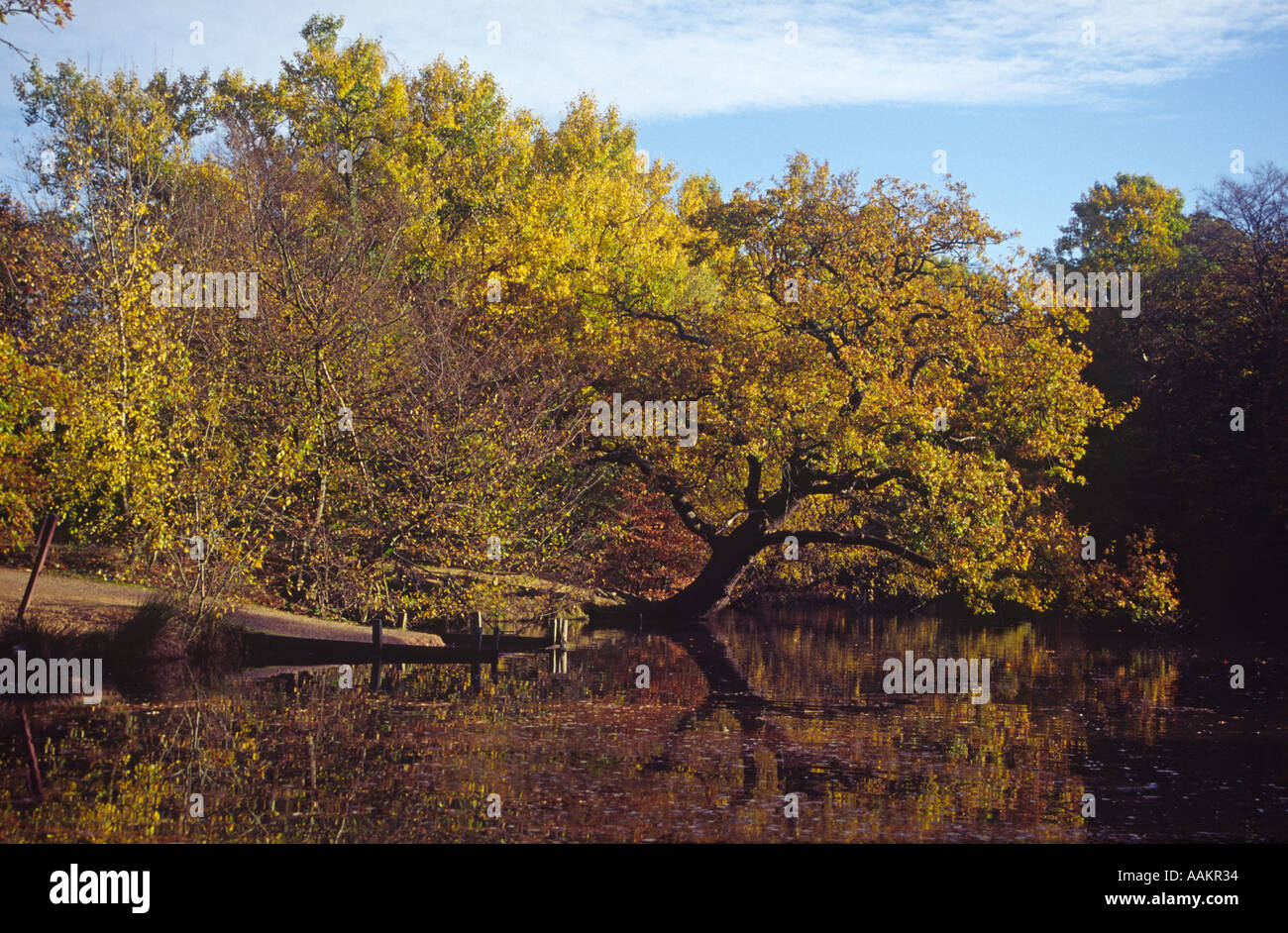 Danbury Park Essex England Stock Photo - Alamy
