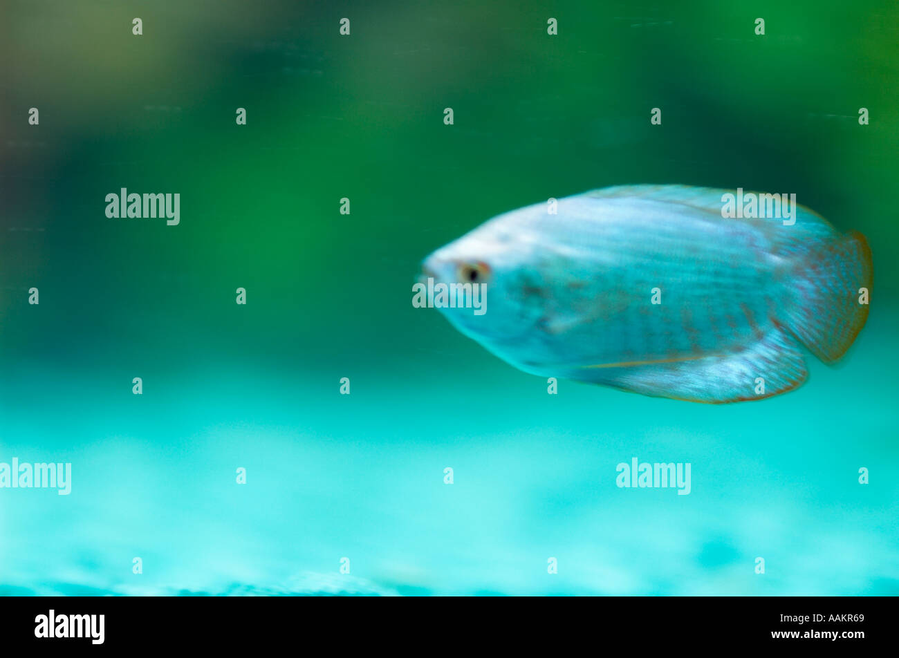 Blurry Image of Swimming Fish Stock Photo - Alamy