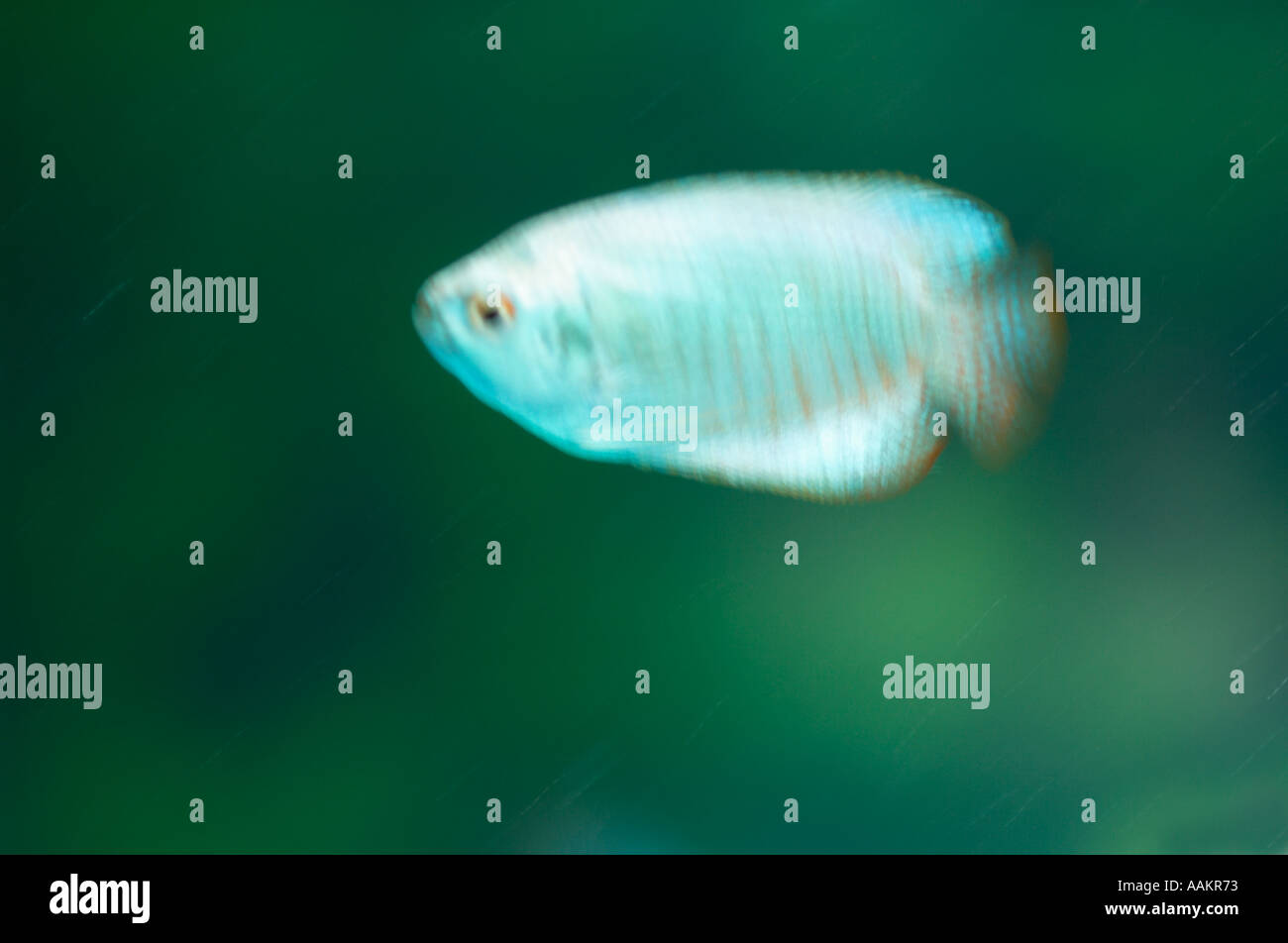 Blurry Image of Swimming Fish Stock Photo - Alamy