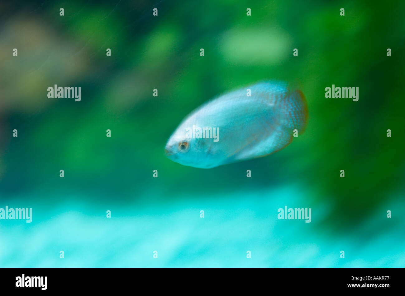 Blurry Image of Swimming Fish Stock Photo - Alamy