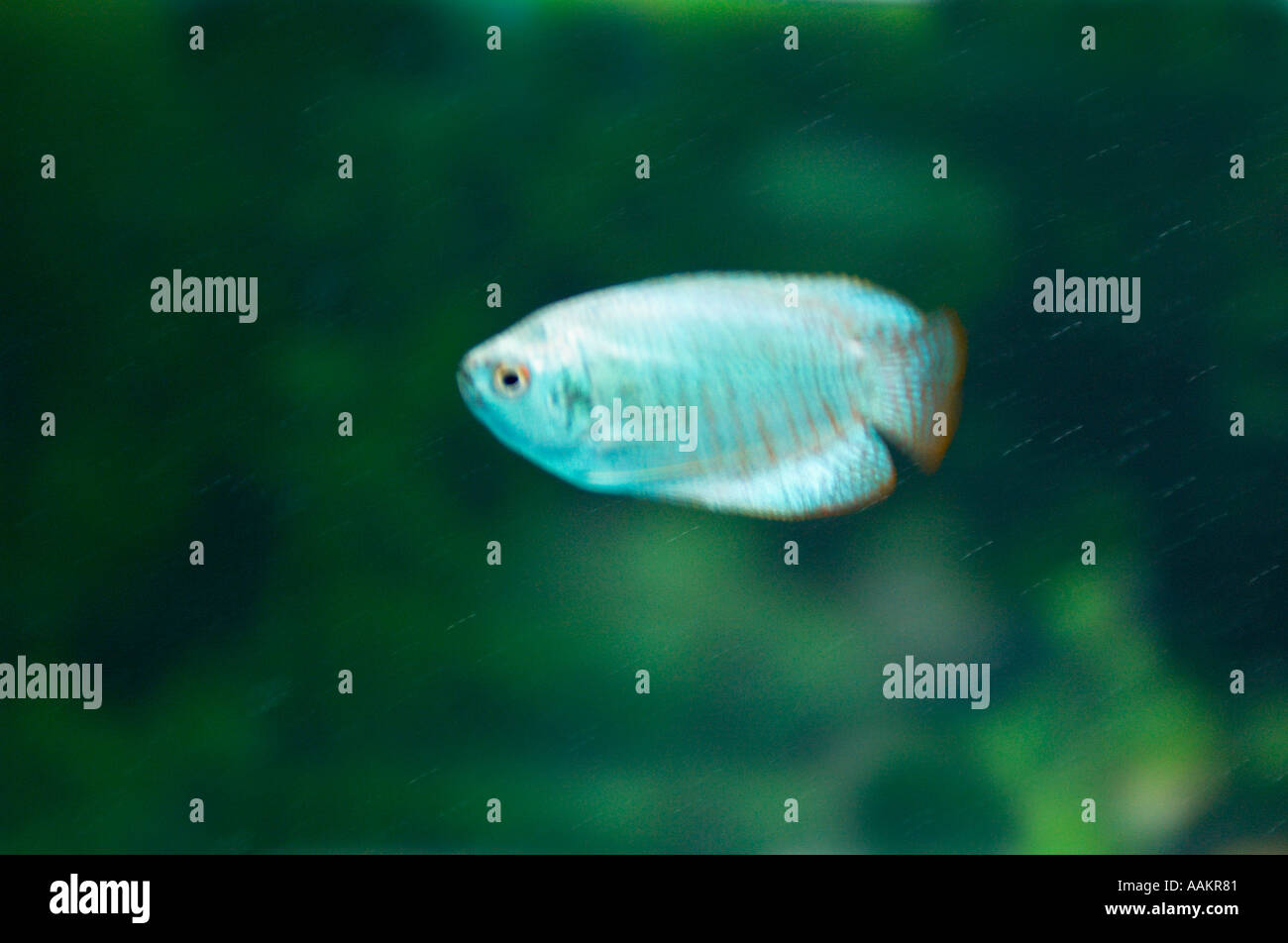 Blurry Image of Swimming Fish Stock Photo - Alamy