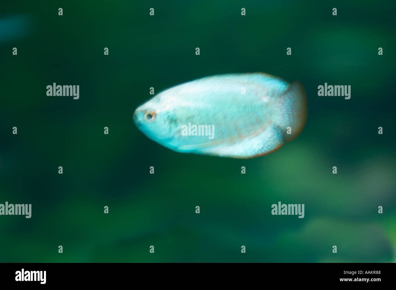 Blurry Image of Swimming Fish Stock Photo - Alamy