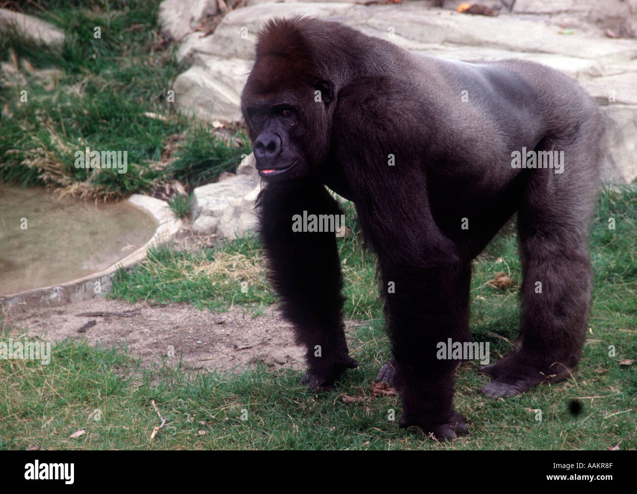 image of silverback gorilla Stock Photo - Alamy