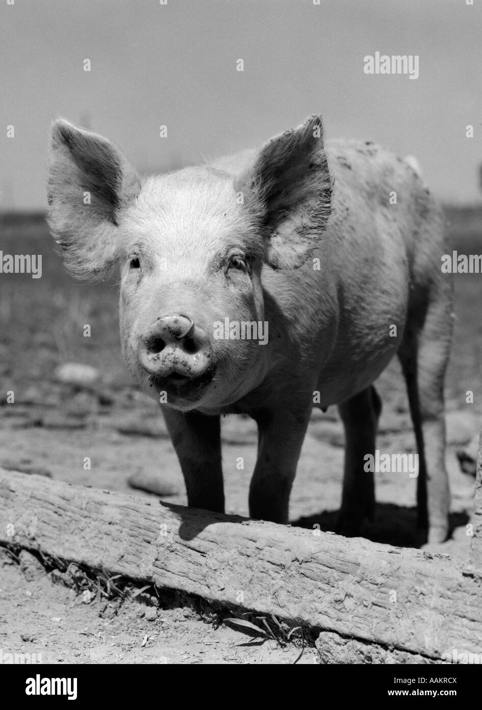 Pig with nose ring Black and White Stock Photos & Images - Alamy