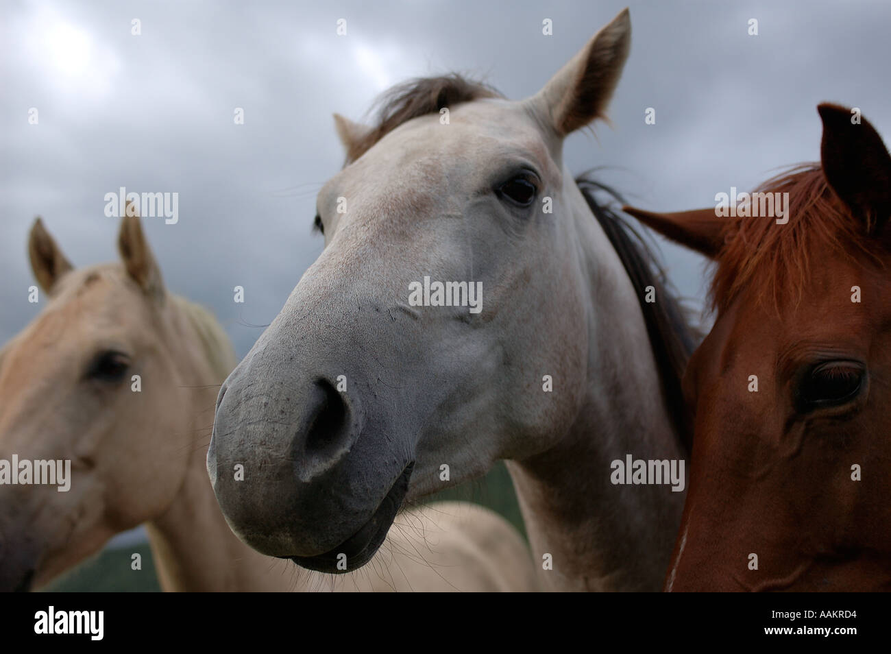 three horses close up Stock Photo - Alamy