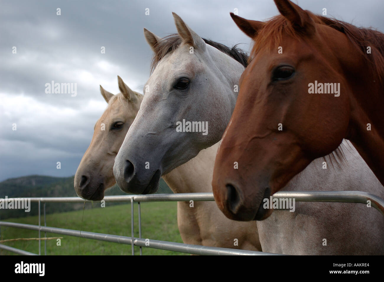 three horses close up Stock Photo - Alamy