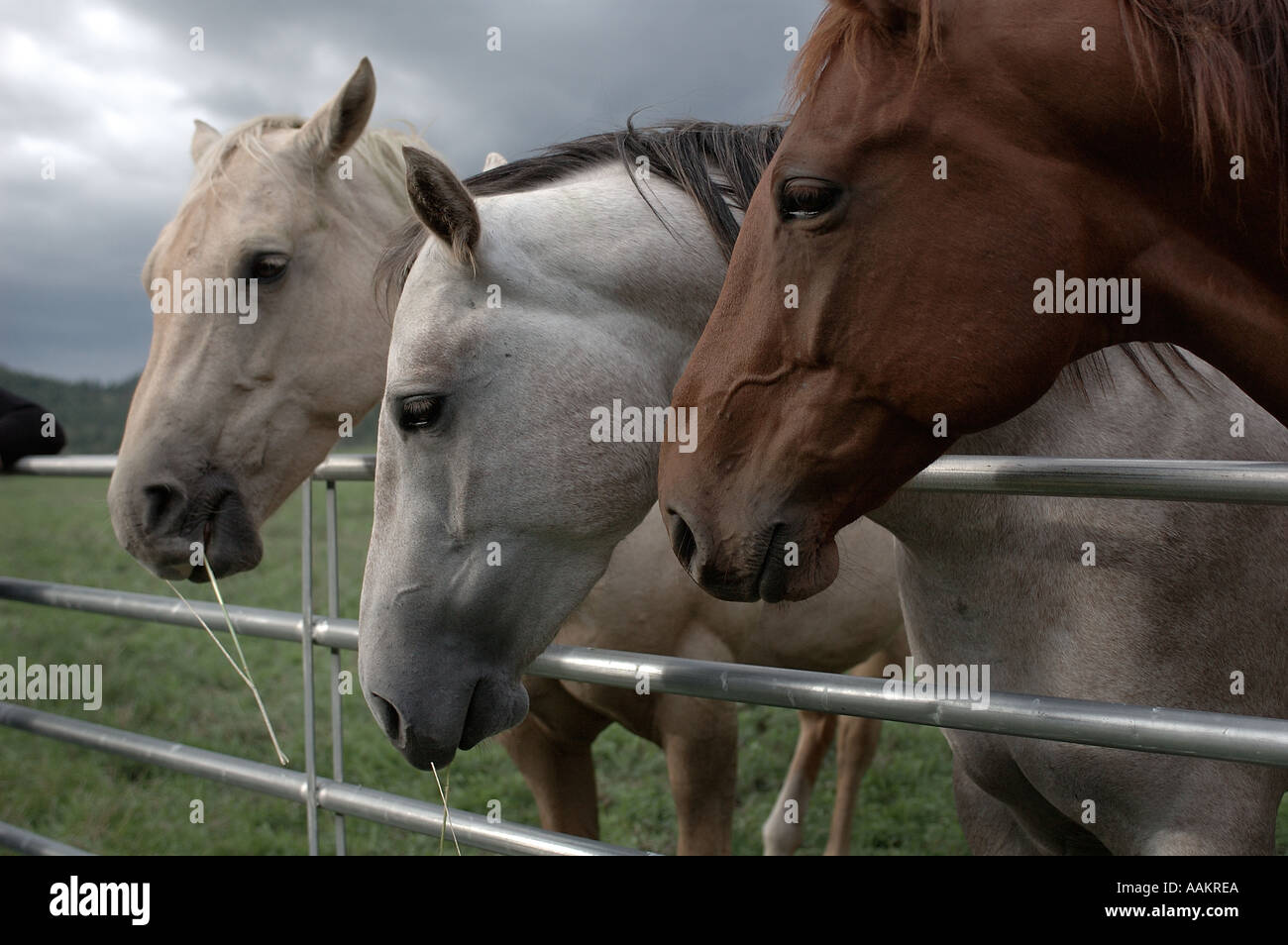 three horses close up Stock Photo - Alamy