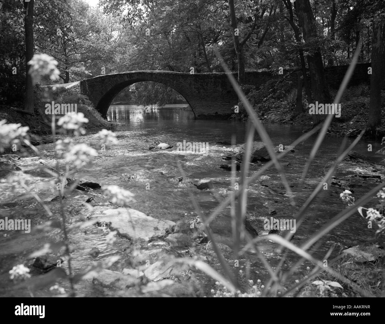 Stream trees in summer Black and White Stock Photos & Images - Alamy