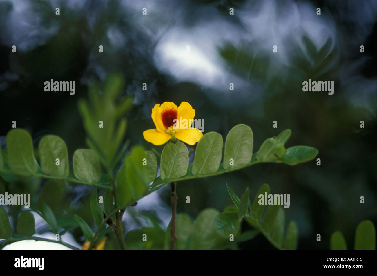 Brazilwood tree in bloom National tree of Brazil Caesalpinia echinata ...