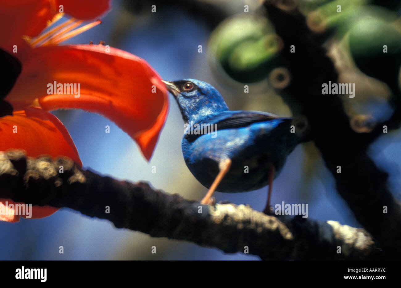 Blue bird from the brazilian fauna hi-res stock photography and images ...