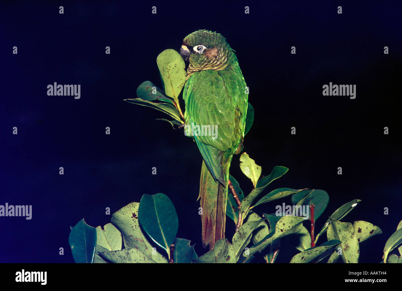 Reddish-bellied Parakeet, Tiriba-da-testa-vermelha (Pyrrhura frontalis ...