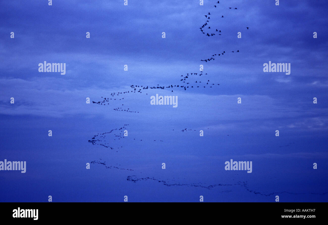 Birds flying, migratory season, South Brazil Stock Photo - Alamy