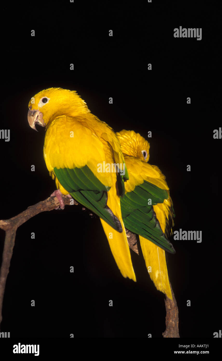Ararajuba ( Guaruba guarouba )The Golden Conure, Brazil Stock Photo - Alamy
