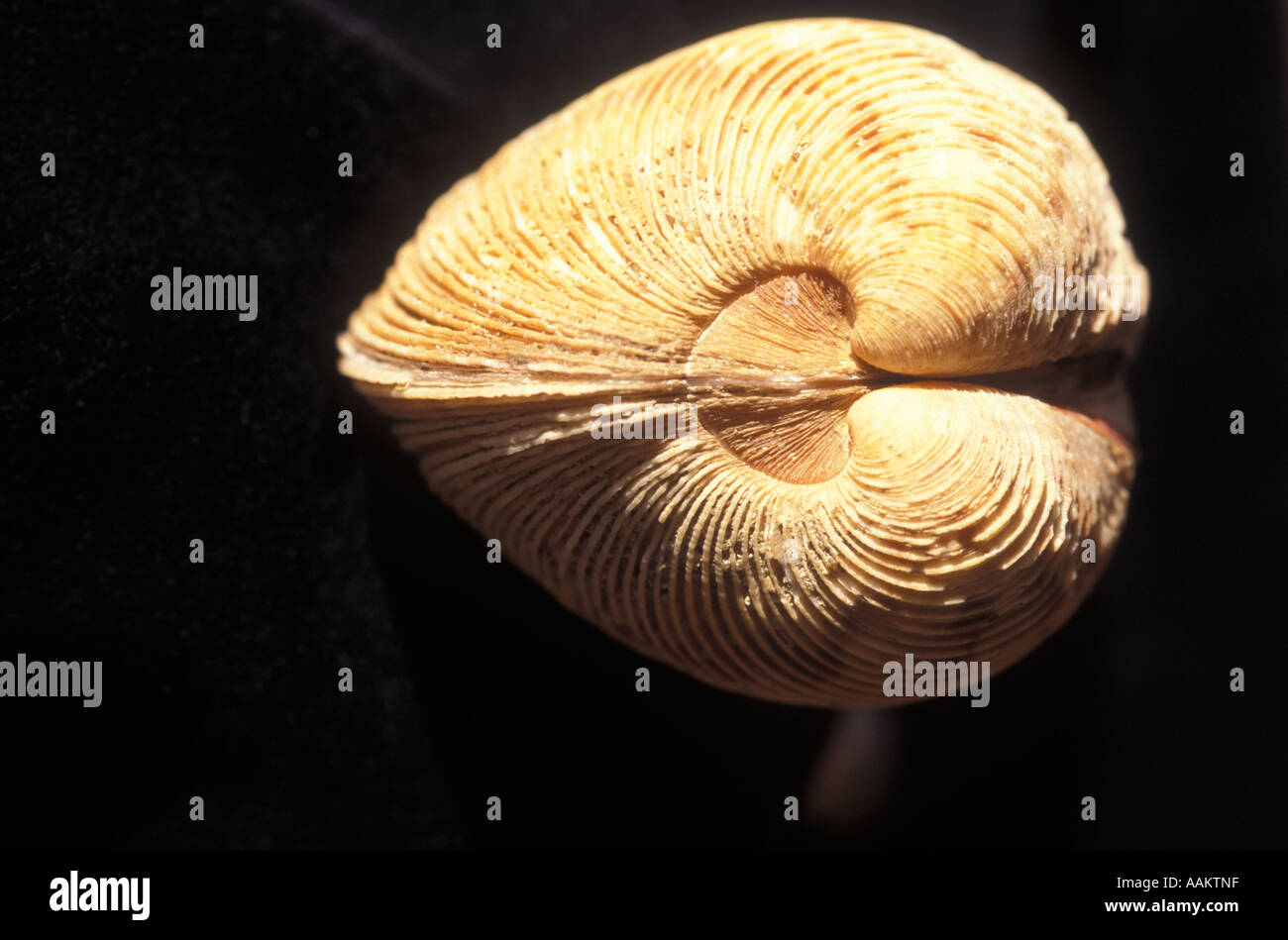 One Shell in black background Stock Photo - Alamy