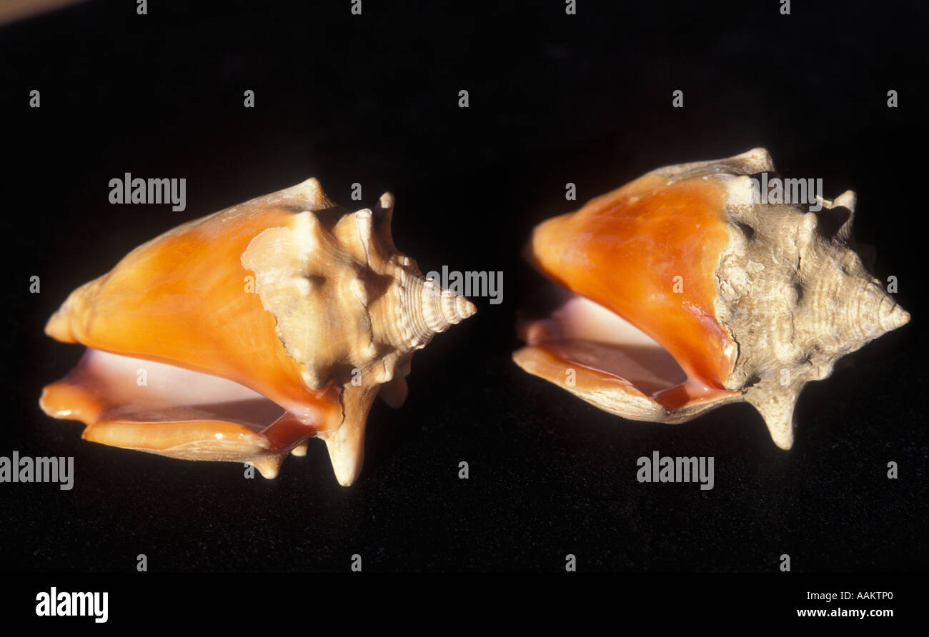 two shells in black background Stock Photo - Alamy