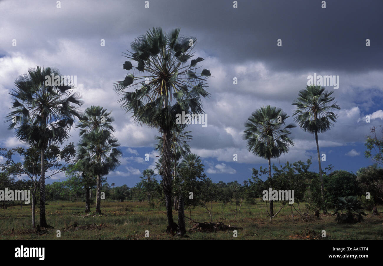 Carnauba Tree High Resolution Stock Photography and Images - Alamy