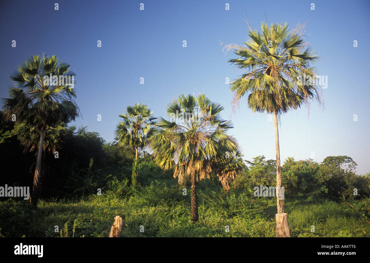 Carnaúba palm trees - It is the source of carnauba wax, which is ...