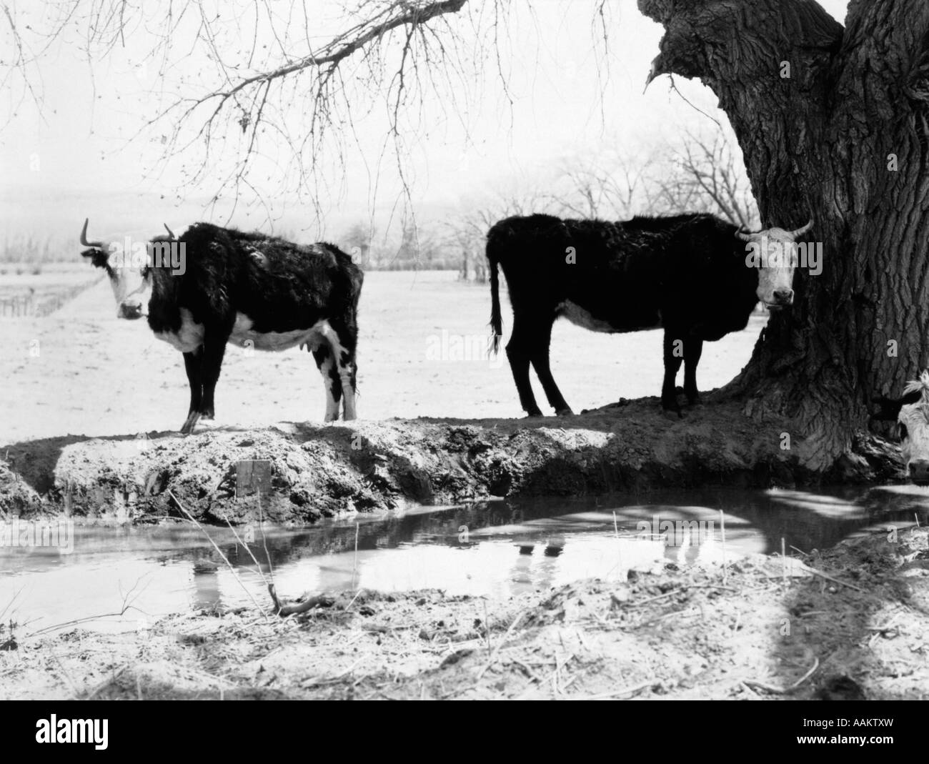 TWO HEREFORD CATTLE BACK TO BACK HEADS TURNED TO FACE CAMERA STANDING ...