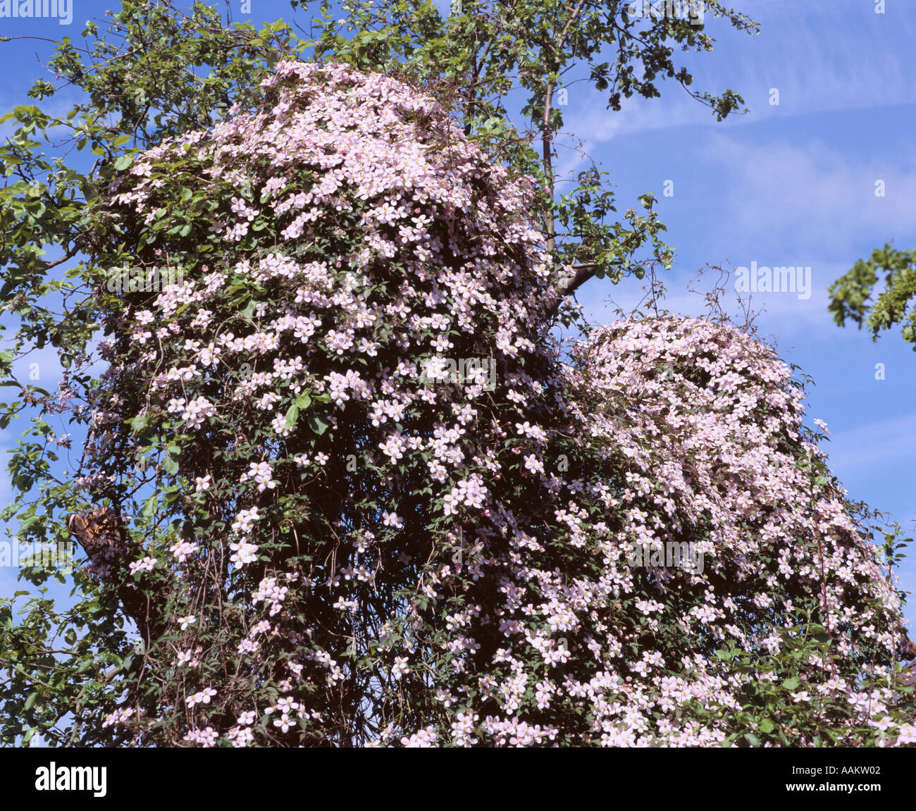 Clematis Montana Elizabeth on old apple tree Stock Photo - Alamy