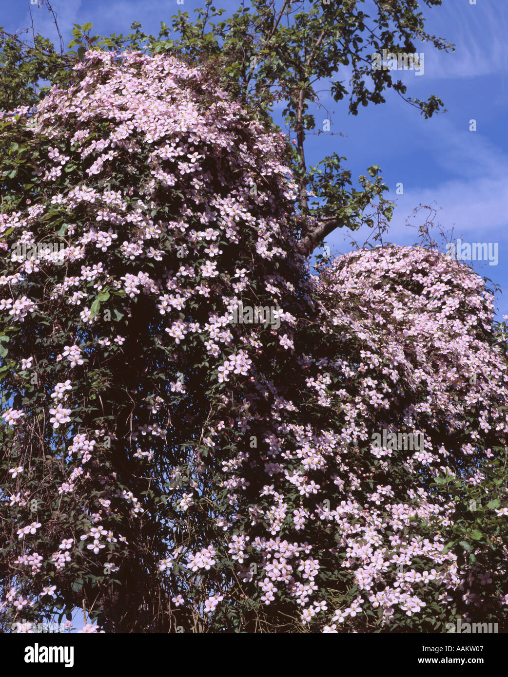 Clematis montana elizabeth hi-res stock photography and images - Alamy