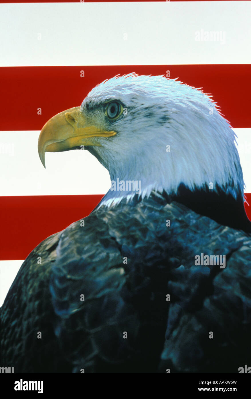 American flags with eagles hi-res stock photography and images - Alamy