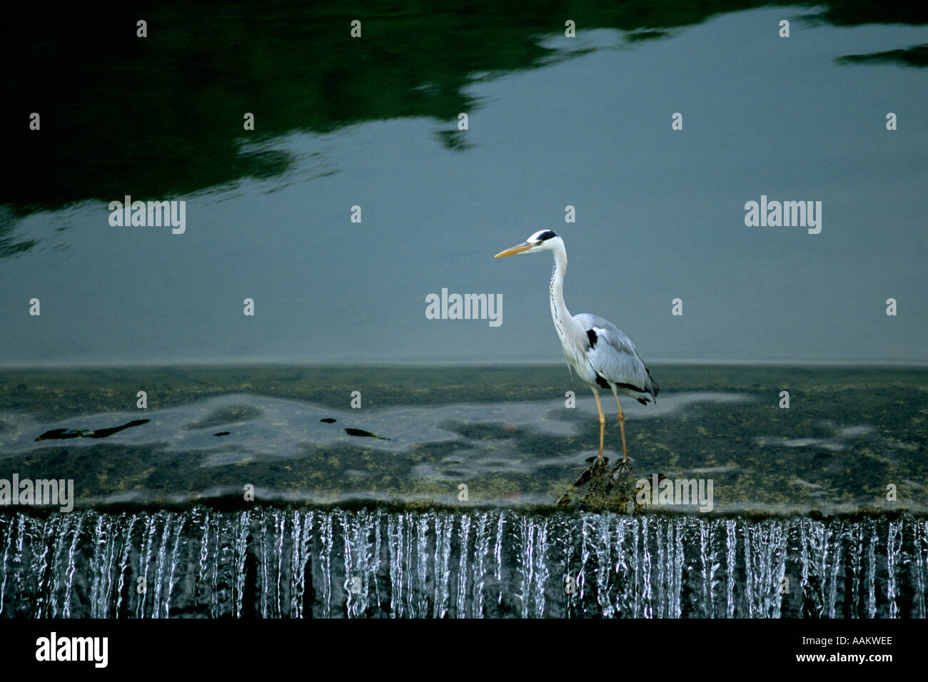 Aquatic bird asia hi-res stock photography and images - Alamy