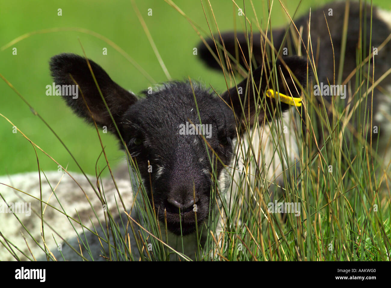 newborn lamb in field hiding in the long grass Stock Photo - Alamy