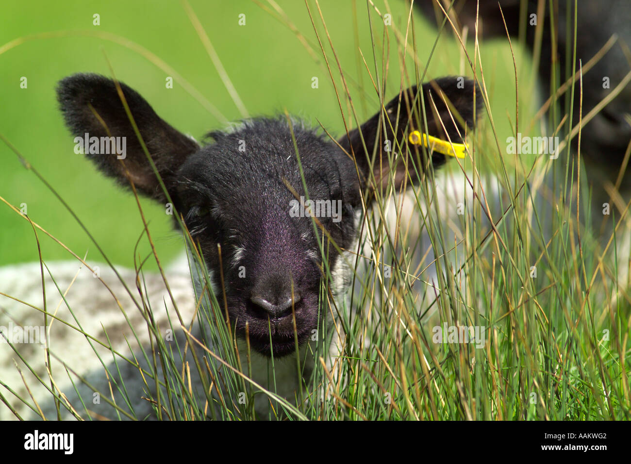 Sheep hiding in grass hi-res stock photography and images - Alamy